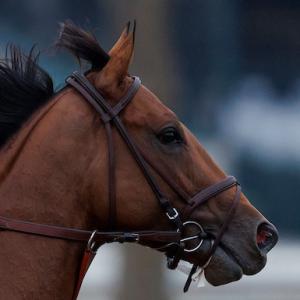 SF Racing, Starlight Racing, Madaket Stables, et al | America's Best Racing