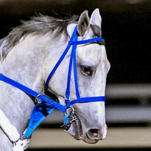 Bobo, Tami and Lugamo Racing Stable LLC | America's Best Racing